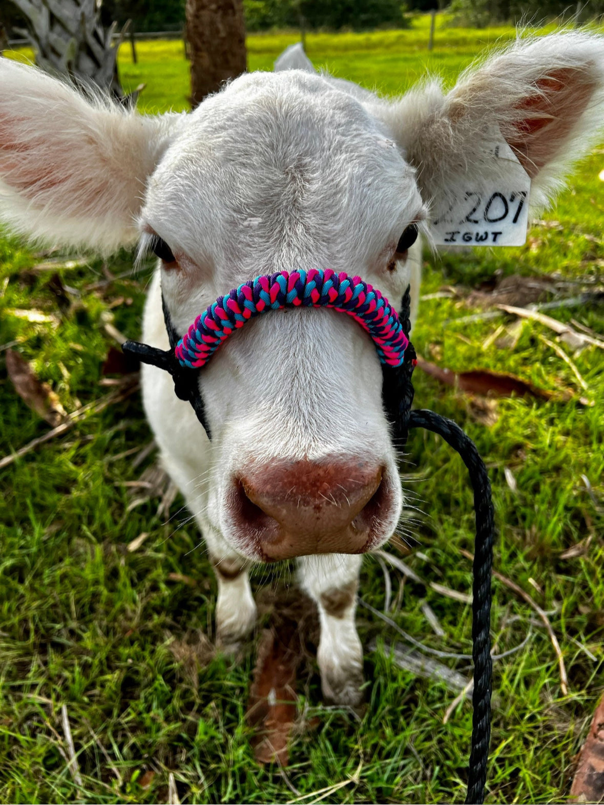 Cattle Halters – Keepin' It Country